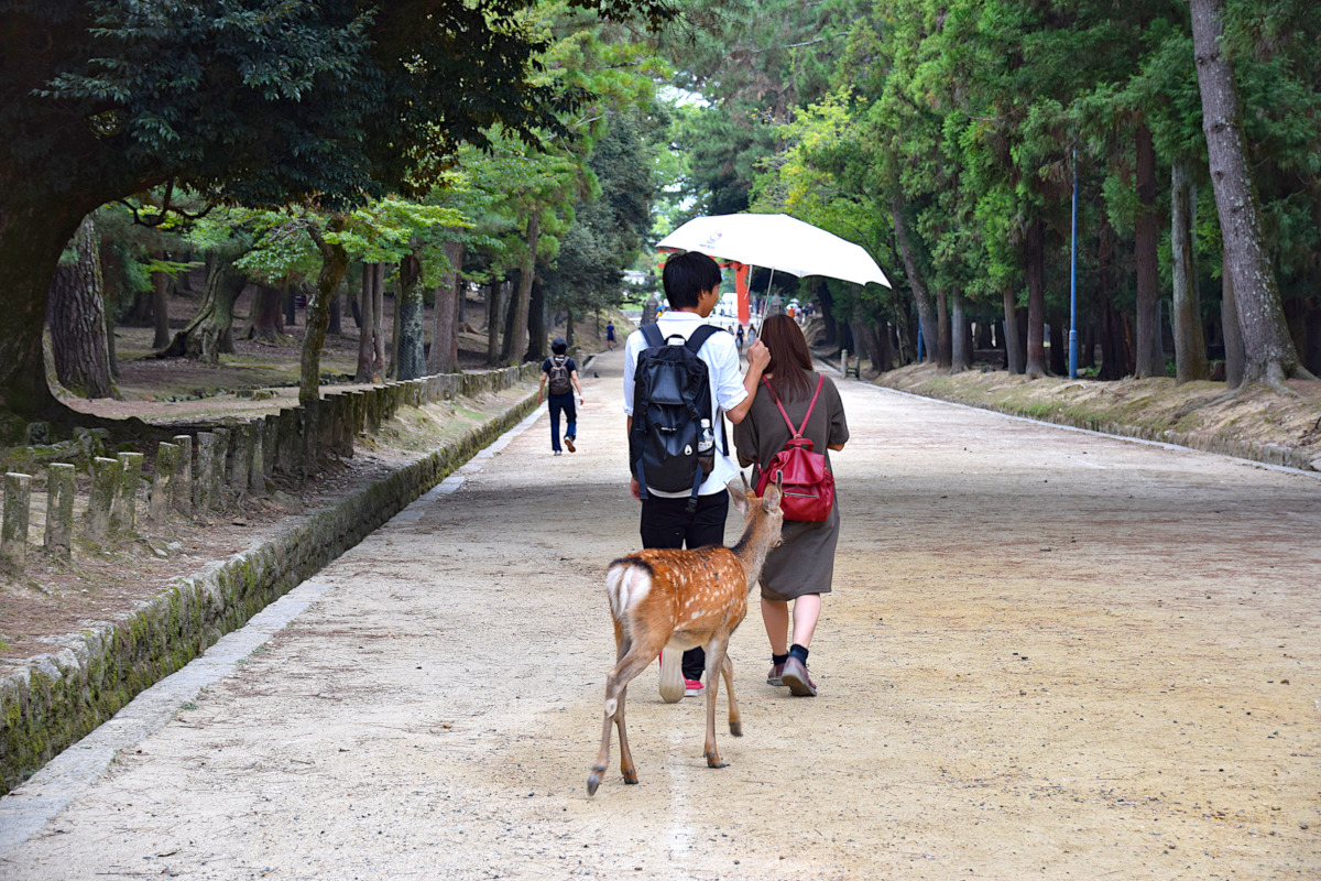 Nara Park Guide and Review: Japan's Famous Deer Park - Culture Snapshots