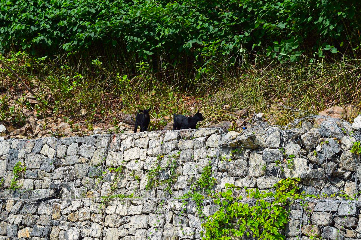 Ulleungdo Travel Guide: South Korea’s Little-Known Volcanic Island ...