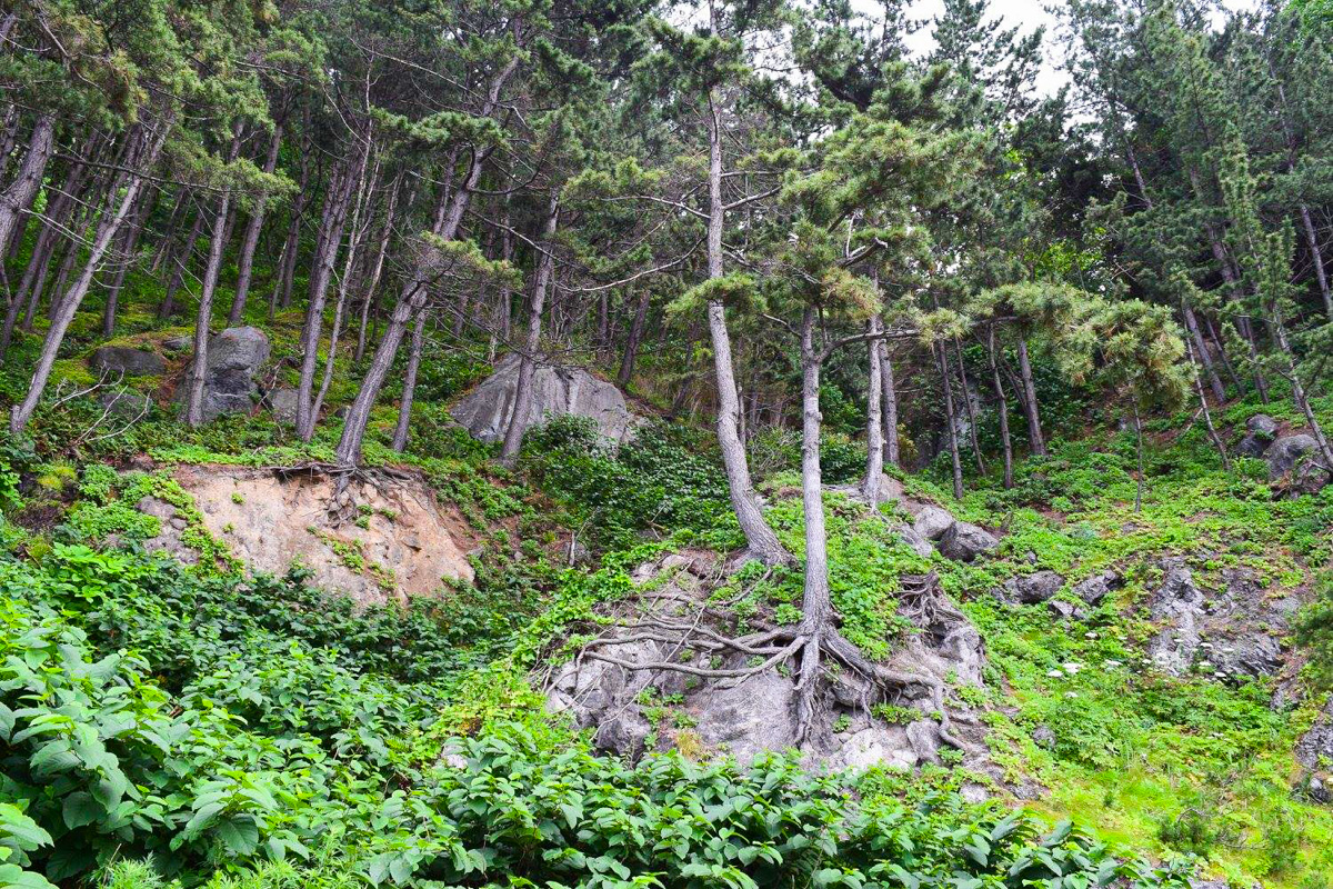 Ulleungdo Travel Guide: South Korea’s Little-Known Volcanic Island ...